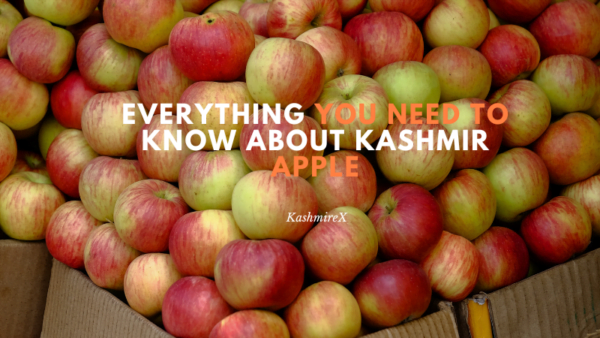 Everything You Need To Know about Kashmir Apple - KashmireX